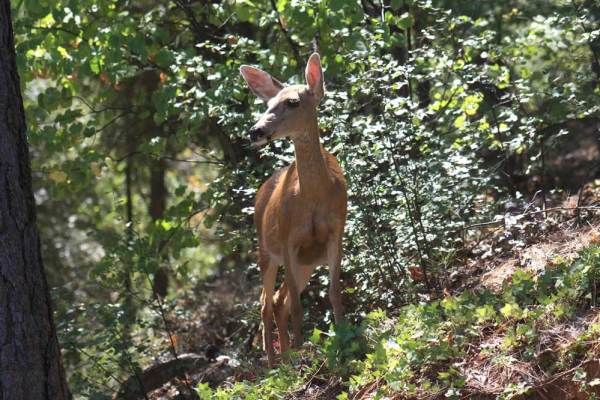 shasta-wildlife-2 | The Inn At Shasta Lake